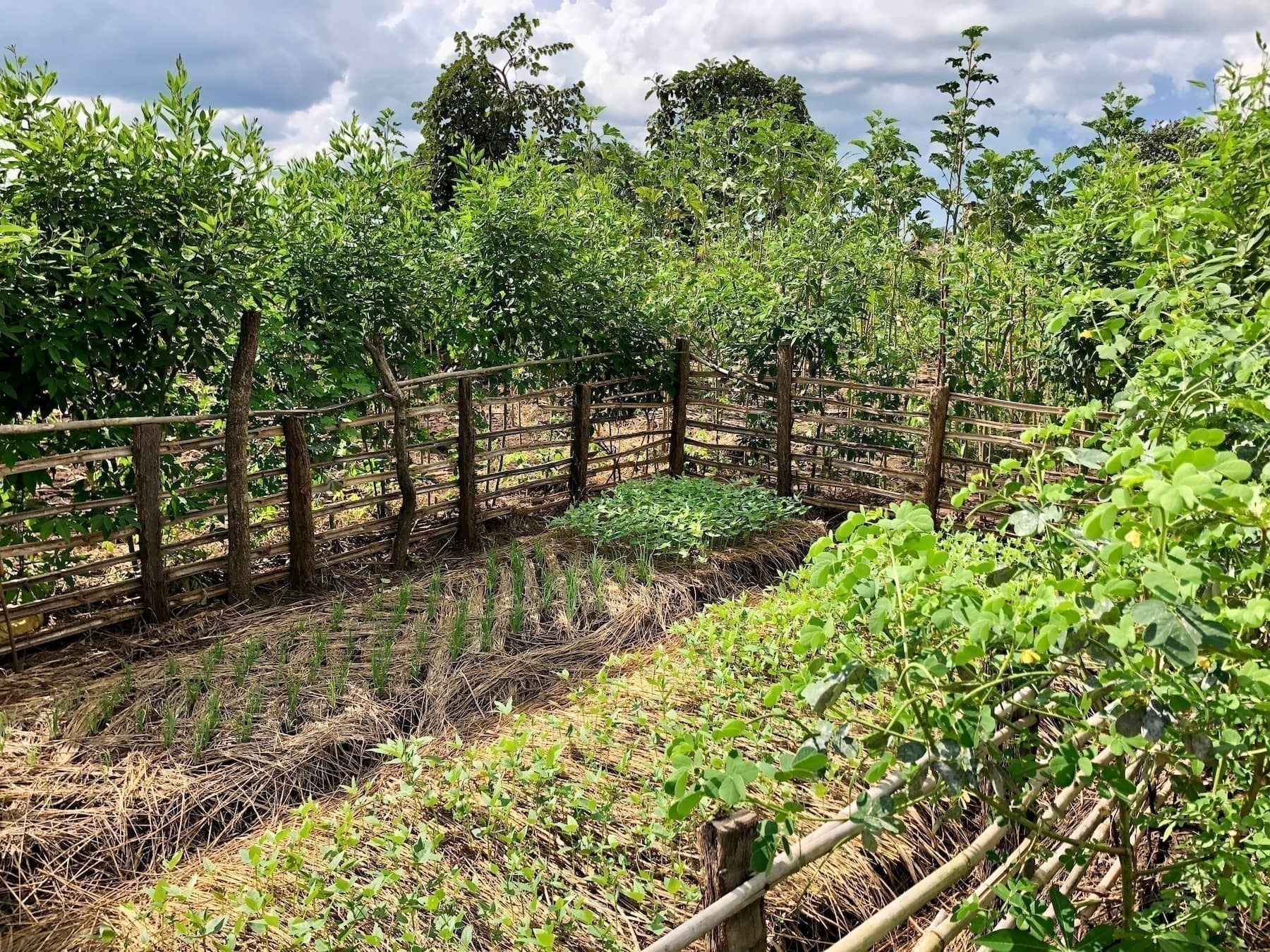 RD Learning Series Session 1: Biofertilization and Pest Repellents ...